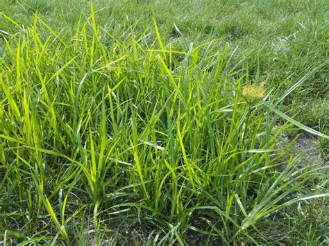 Nutsedge Identification And Treatment Get Rid Of Nutsedge In Your Lawn