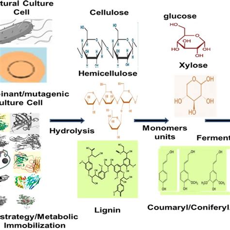 The Different Strategies For The Development Multienzyme Complexes For