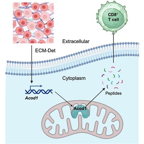 Acod1 Expression In Cancer Cells Promotes Immune Evasion Through The
