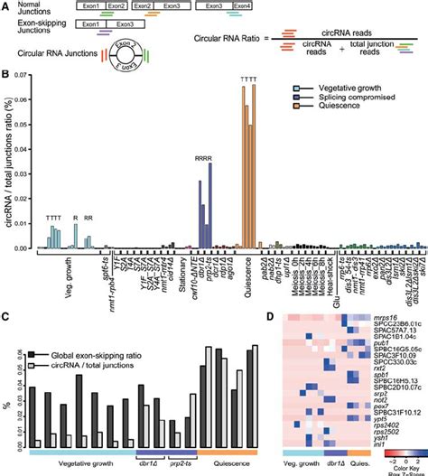Analysis Of Circular Exonic Rnas A Scheme Showing Normal