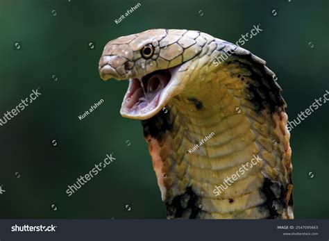 Testa Di Serpente Cobra