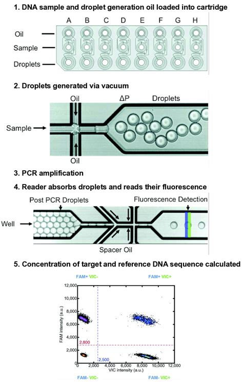 The Different Steps Of The Ddpcr Workflow See Main Text The Plot In Download Scientific