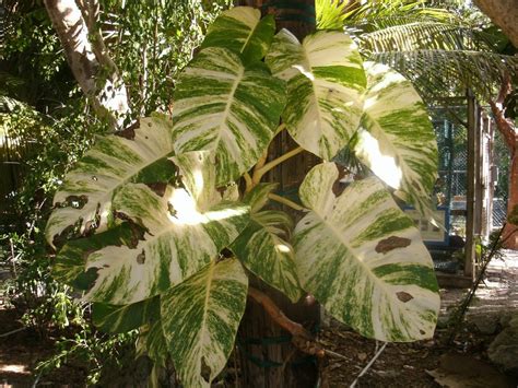 Филодендрон компоспортанум - 60 фото