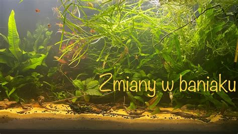 Akwarium 60 litrów. Zmiany, zmiany… - YouTube