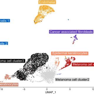 A Uniform Manifold Approximation And Projection UMAP Plot Shows The Download Scientific