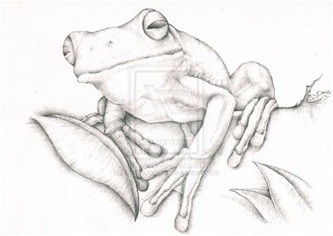 Tree Frog Art Pencil Drawing Sketch High Quality Signed A4 Print Etsy