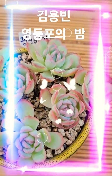 영등포의 밤 김용빈 미스터트롯3 김용빈 응원합니다 Youtube