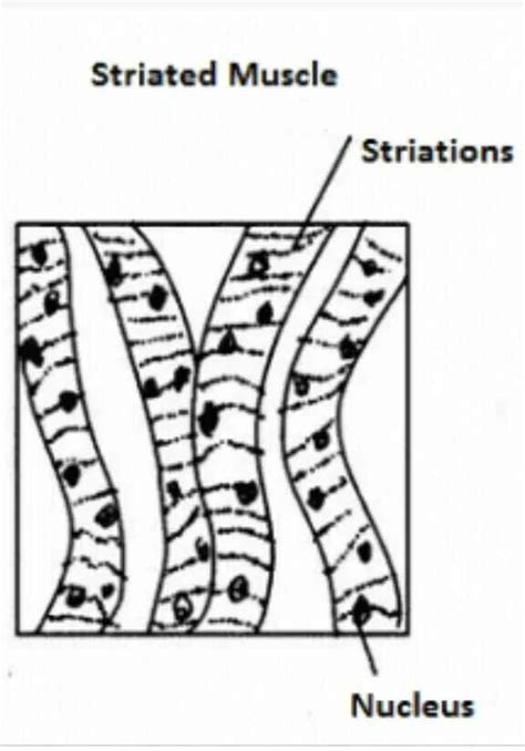 Striated Muscle Tissue Structure Function Dysfunctions