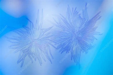 Abstract Polarised Light Micrograph Stock Image C029 2684 Science Photo Library