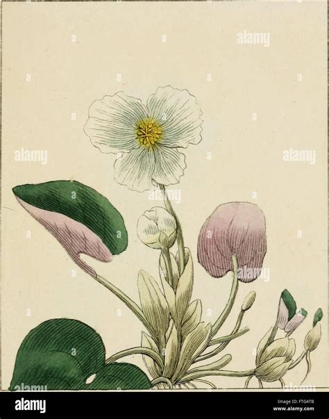 Elements Of The Science Of Botany 1812 Outlines Carl Linnaeus System For Classifying Plants