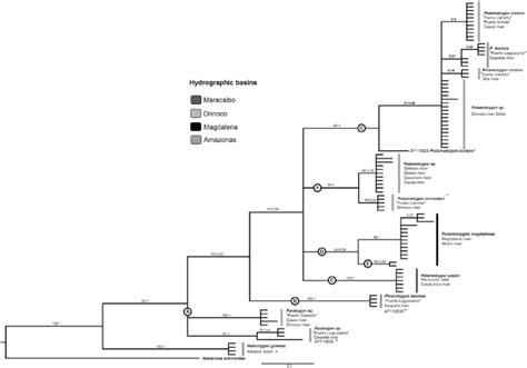Bayesian Tree From Analysis Of Cytb Sequence Data Using Gtr G