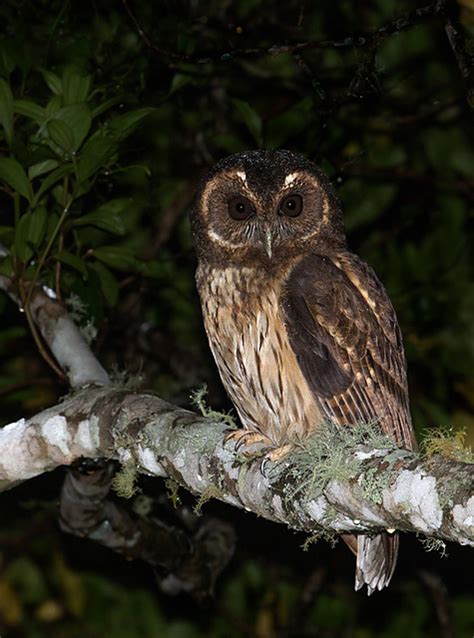 Coruja Do Mato Strix Virgata Wikiaves A Enciclopédia Das Aves Do