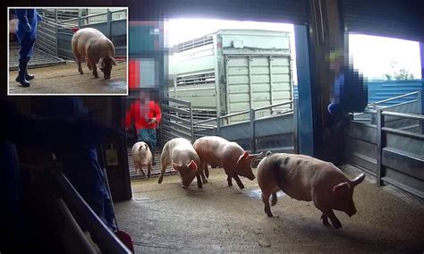 Morrisons accused of breaching animal welfare at abattoir amid video of pigs being hit with ...