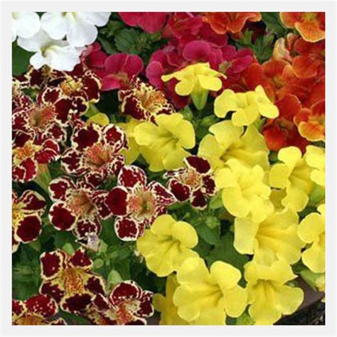 Mimulus Twinkle Mix Flower Seeds