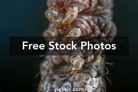 Segmentation Biology Photos Download The Best Free Segmentation