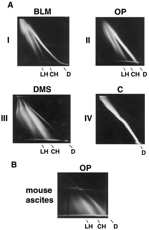 Opcu And Blmfe Complexes Crosslink Proteins To Dna In Chromatin Download Scientific Diagram