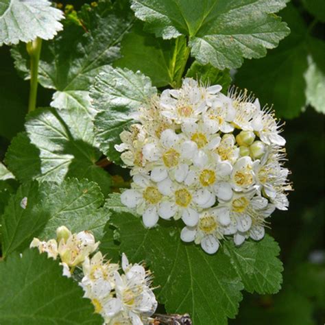 Mallow Ninebark Physocarpus Malvaceus Flower Leaf Care Uses