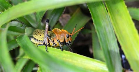 300 Grasshopper Names Creative Funny And Unique Ideas