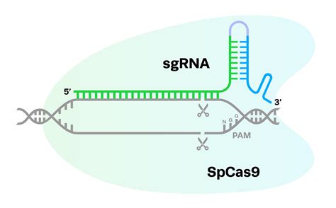 The Complete Guide To Understanding Crispr Sgrna