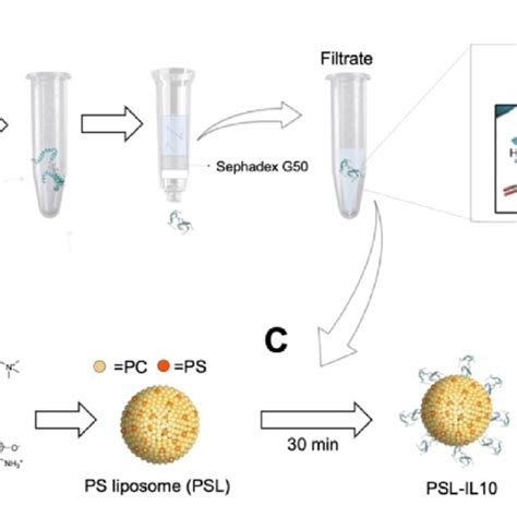 Schematic Illustration Of The Synthesis Of Psl Il10 A Synthesis Of