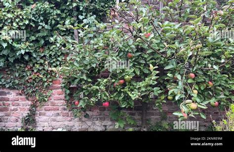 Small Apple Tree Stock Videos And Footage Hd And 4k Video Clips Alamy