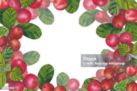 야생 붉은 열매 수채화 프레임입니다 손으로 그린 식물원의 사실적인 그림 숲 크랜베리 Cowberry 지점은 흰색 배경에 분리되어 있습니다 직물 엽서 초대장에 인쇄하기에