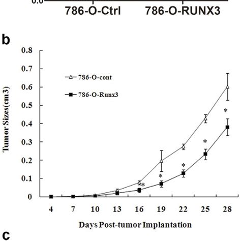 effect of runx3 on tumorigenicity in nude mice and the cell cycle