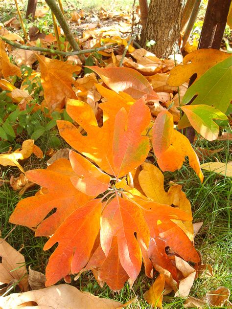Сасафрас білявий Sassafras Albidum ХМЕЛЕВА розсадник декоративних рослин