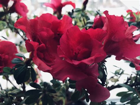 Cuckoo Bright Red Flower Free Photo On Pixabay Pixabay