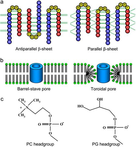 Beta Sheet Antiparallel Vs Parallel