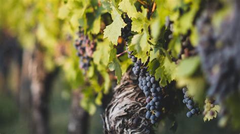 Walter Brueggemann What Naboth Teaches Us Today Part Ii — Church Anew