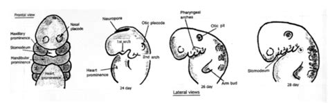 Pharyngeal Arch Development Flashcards Quizlet