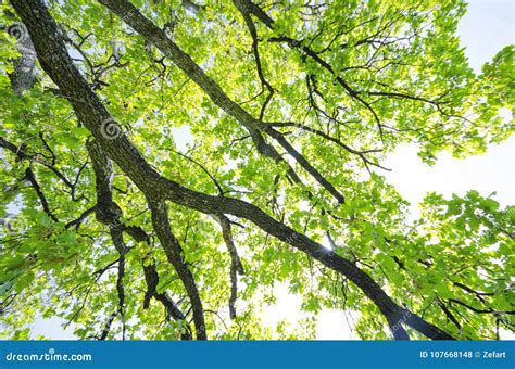 Tree Branch Of Green Leaves On A Big Tree Stock Photo Image Of