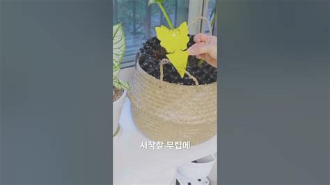뿌리파리 극혐 ㅠ ㅠ 식물키울때 꼭 필요한 트랩 설치 식물벌레퇴치 Youtube