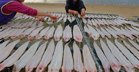 일본인들한테 인기 폭발 잡자마자 일본이 쓸어간다는 의외의 ‘한국 생선