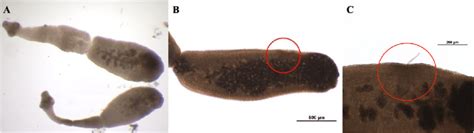 Echinococcus Canadensis Recovered From A Gastrointestinal Flush Of A