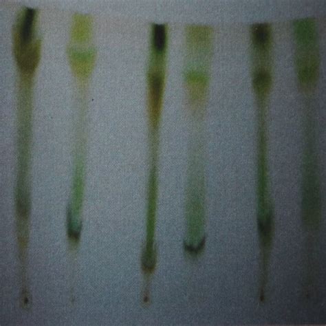 Tlc Analysis In Summer Download Scientific Diagram