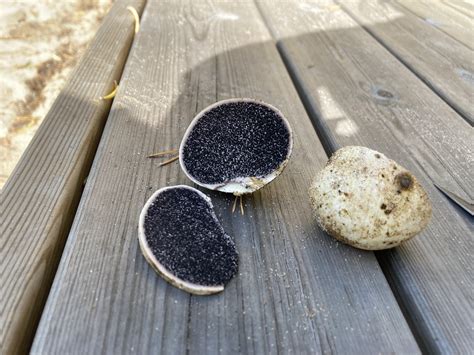 Does Anyone Know If This Is A Truffle Or Not Edible Rmushrooms