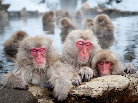 Japanese Macaques Nagano National Geographic