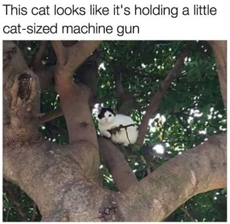 50 Of The Best Cat Posts That Are Impossible Not To Scroll Through
