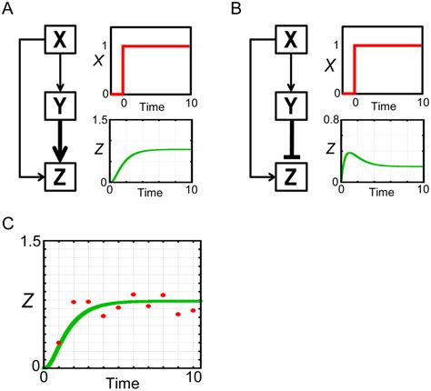 Feed Forward Loop Network Motif Models A Structure And Dynamics Of