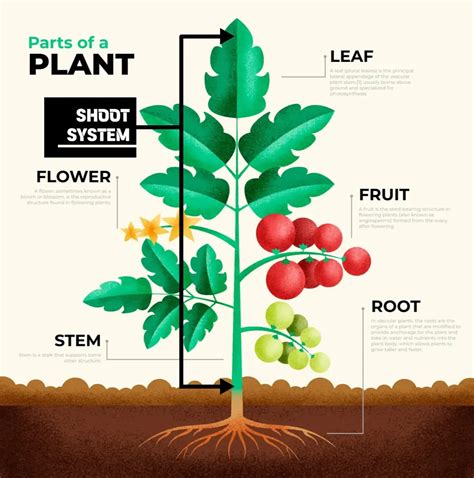 Shoot System A Vital Component Of Plant Growth And Reproduction