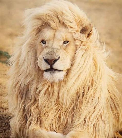 რატომ უწოდებენ ლომს ცხოველთა მეფეს დედამიწის გარშემო