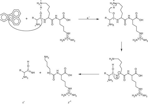 Fragmentation Scheme For Production Of Ions Of Type C And Z Resulting Download Scientific