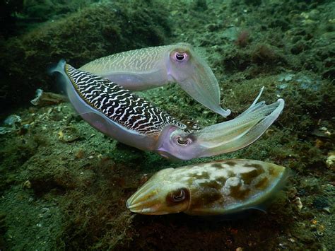 Cuttlefish Cephalopod