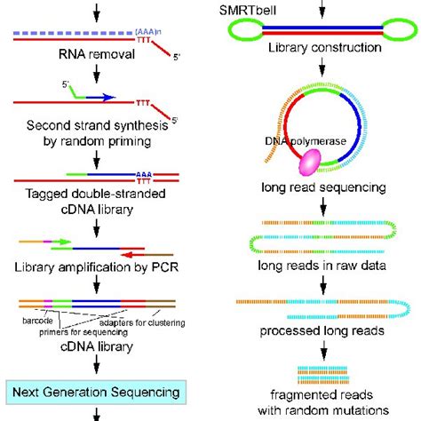 A Work Flow For 3end Seq And Pacbio Iso Seq A Multiple Versions Of