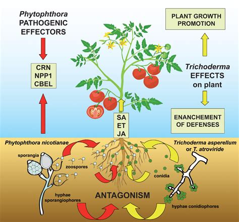 Nấm Trichoderma Là Gì Tác Dụng Và Cách Sử Dụng Hiệu Quả Công Ty Tnhh Phân Bón Vietfarm