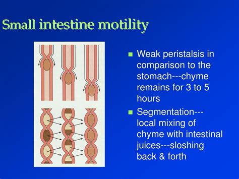 Ppt Digestive Physiology Powerpoint Presentation Free Download Id