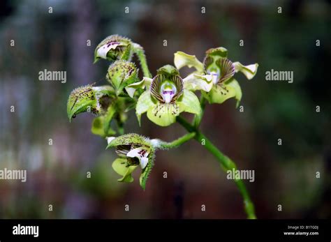 Flowering Dendrobium Macrophyllum Dendrobium Sect Latouria An