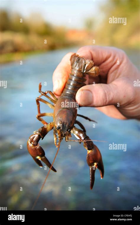 The Invasive American Signal Crayfish Caught By John Hounslow The River
